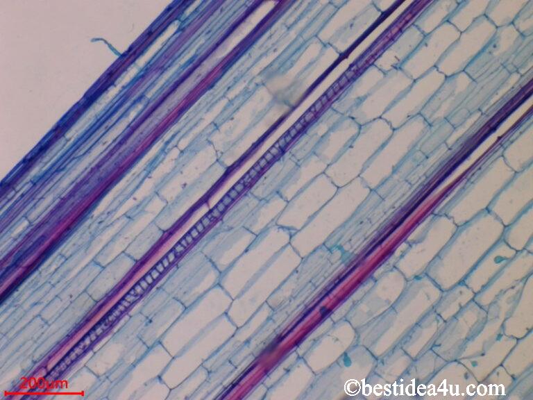 トウモロコシの茎・縦断面/Corn Stem (Longitudinal-Section) | 顕微鏡ナビ